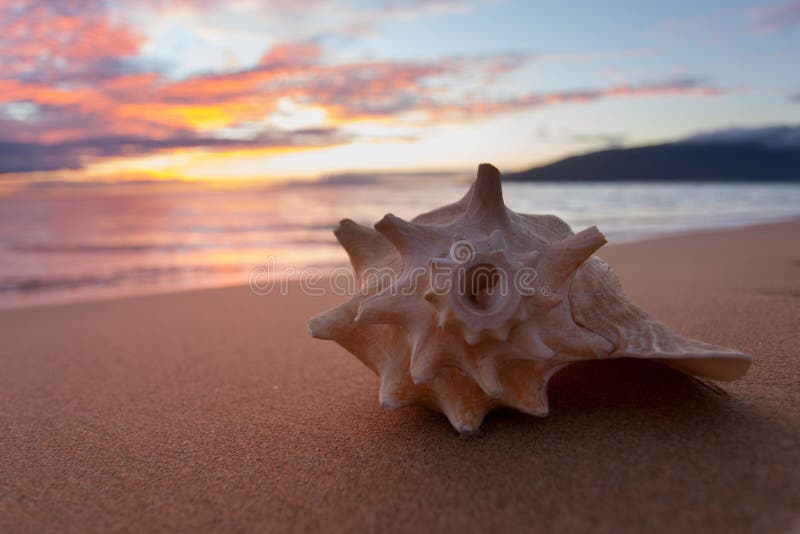 Seashells on the shore stock photo. Image of coastline - 53762314