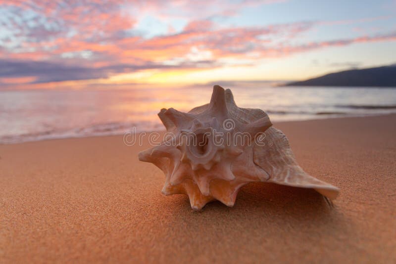 Seashells on the shore stock image. Image of landscape - 53762327