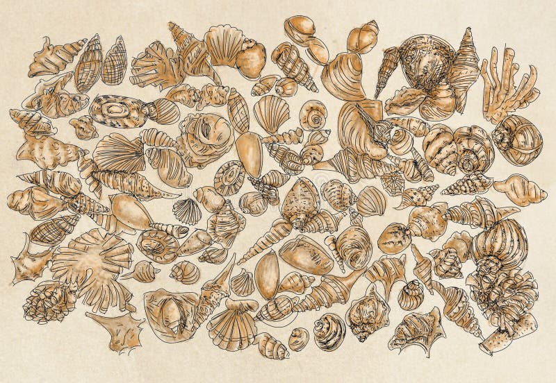 Seashells Sketch. Hand Drawn Illustration of Seashells Stock ...