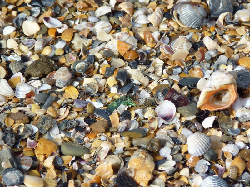 Seashells stock photo. Image of seashell, smallseashells - 110471332