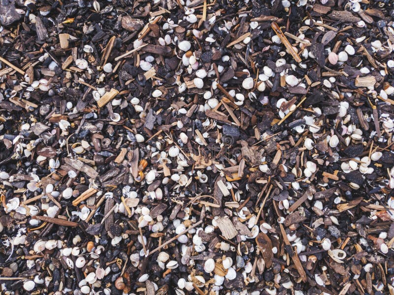 Seashells and Small Wooden Pieces Washed Out on the Beach Stock Photo ...