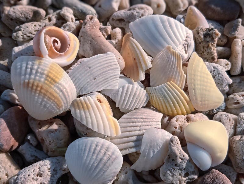 Seashells and Snail Shells on the Beach, Former Homes for Snails or Sea ...
