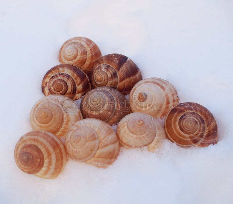 Seashells in Snow stock photo. Image of shell, gastropod - 48719746