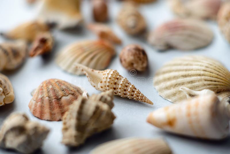 Seashells in Soft Focus. Summer Sea Concept Stock Photo - Image of ...