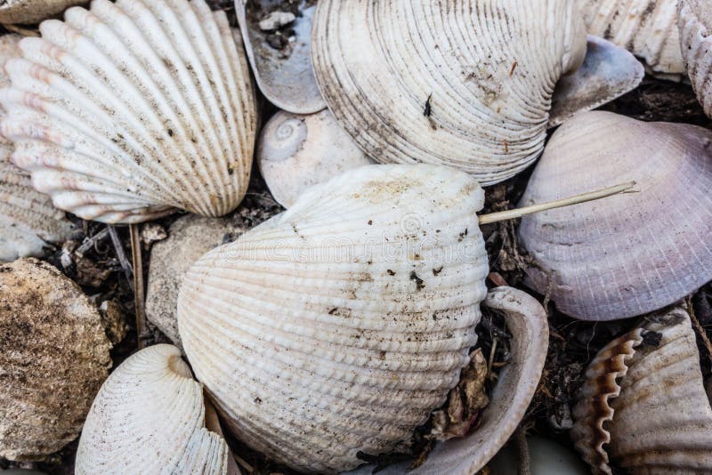 Seashells stock image. Image of dirty, shell, marine - 39452691