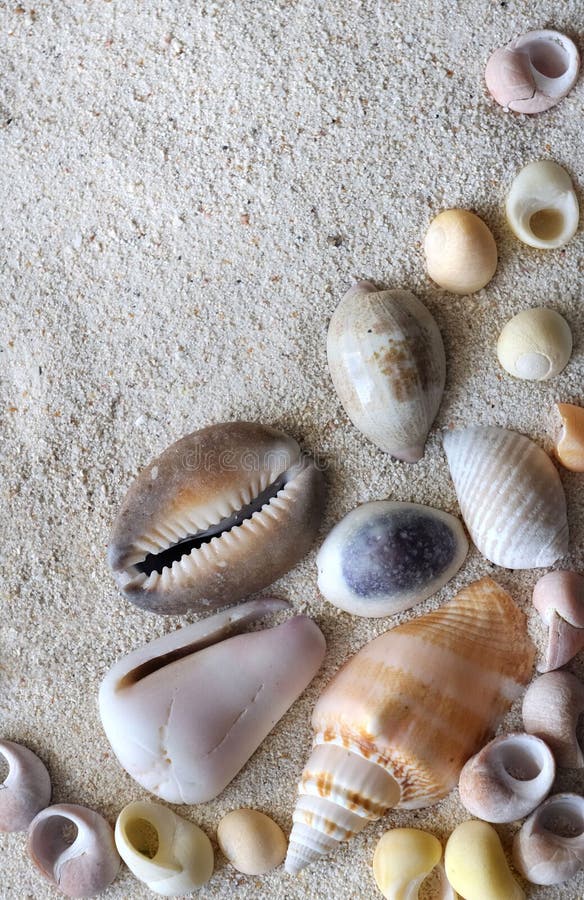 Seashells stock image. Image of holiday, seashells, sand - 52452973
