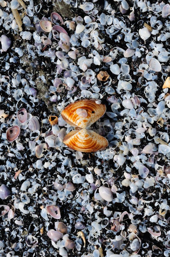 Seashells Southeast Asia stock photo. Image of beach - 85219184