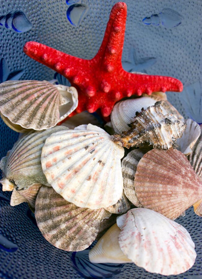 Seashells and starfish stock image. Image of object, closeup - 21643117