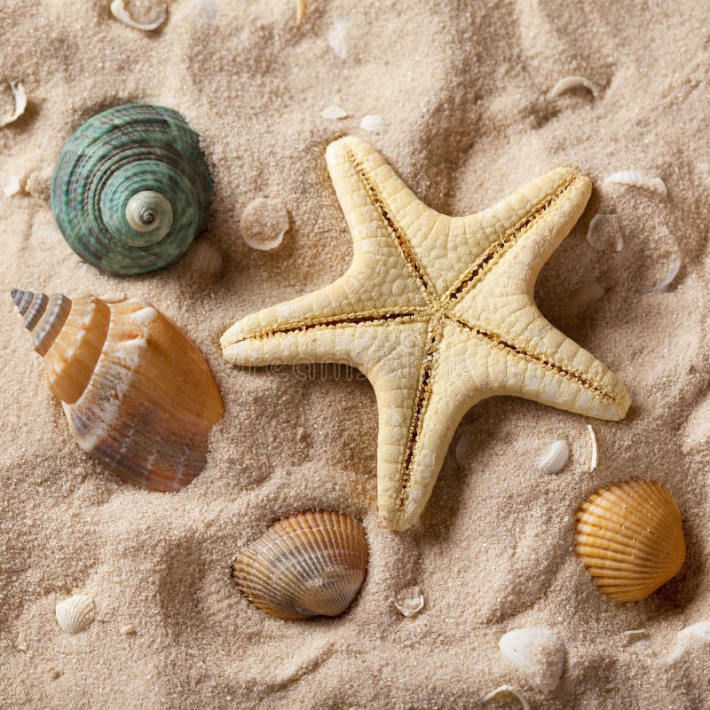 Seashells and Starfish on Beach Stock Image - Image of ocean, relax ...