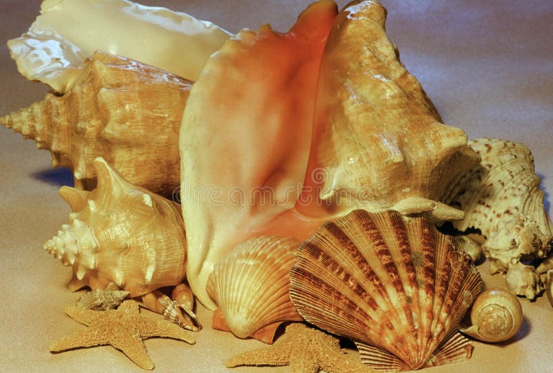 Seashells & Starfish Cluster Stock Photo - Image of sealife, assortment ...