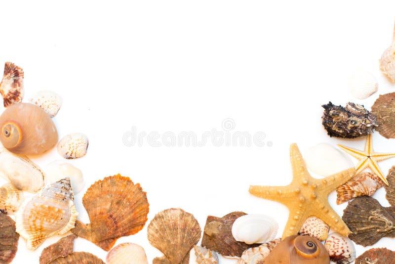 Seashells and Starfish Isolated on White Background Stock Image - Image ...