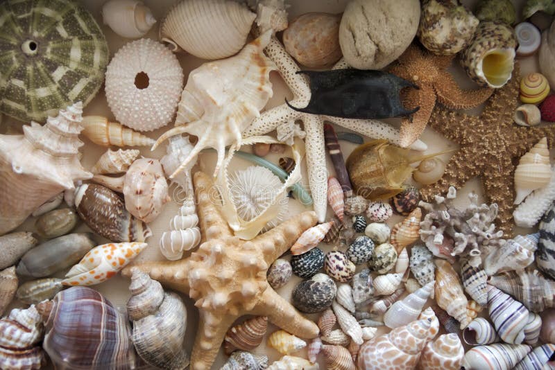 Seashells, Starfish, and Sharks Teeth Collage Stock Image - Image of ...