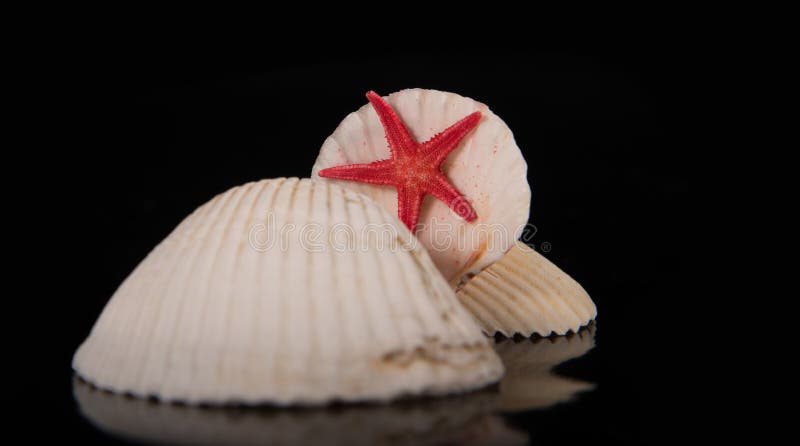 Seashells and starfish stock image. Image of seashells - 43956751