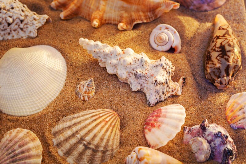 Seashells still life stock photo. Image of macro, still - 61087216