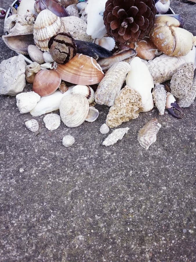Seashells and Stone on the Ground, Summer Beach, Claws, Leaf, Close Up ...