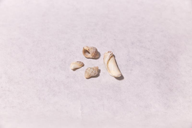 Seashells and Stones on the Surface. Small Objects Stock Image - Image ...