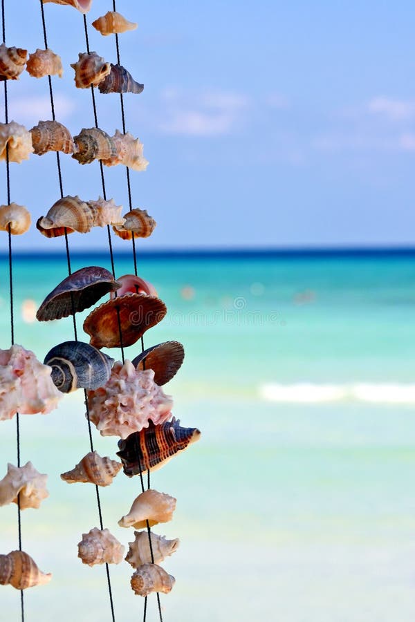 70,477 Seashells Stock Photos - Free & Royalty-Free Stock Photos from ...