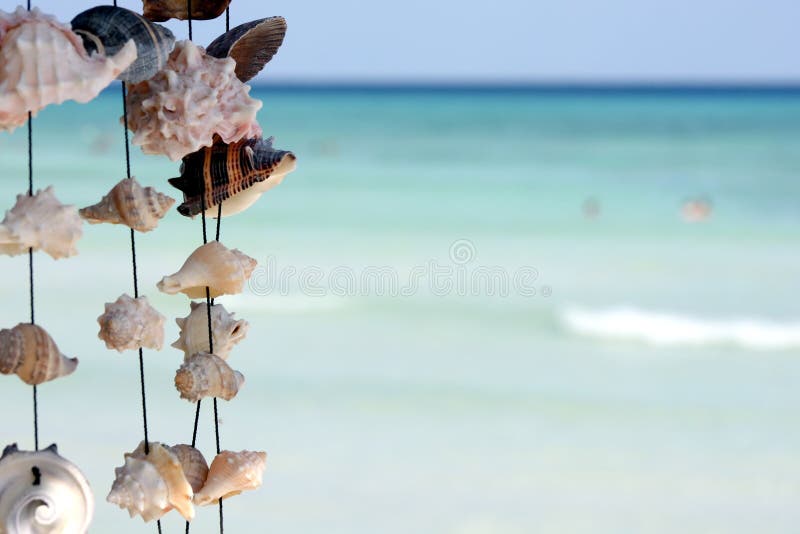 Seashells stock photo. Image of seashells, sand, beach - 85500920