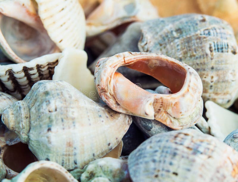 Seashells stock image. Image of splinter, gold, close - 37869157