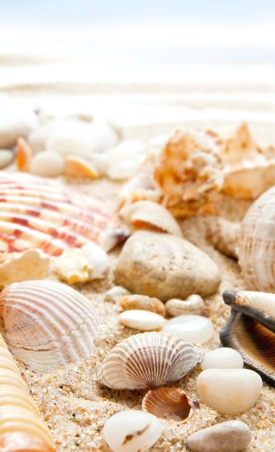 Seashells sur une plage photo stock. Image du crustacéen - 26162268