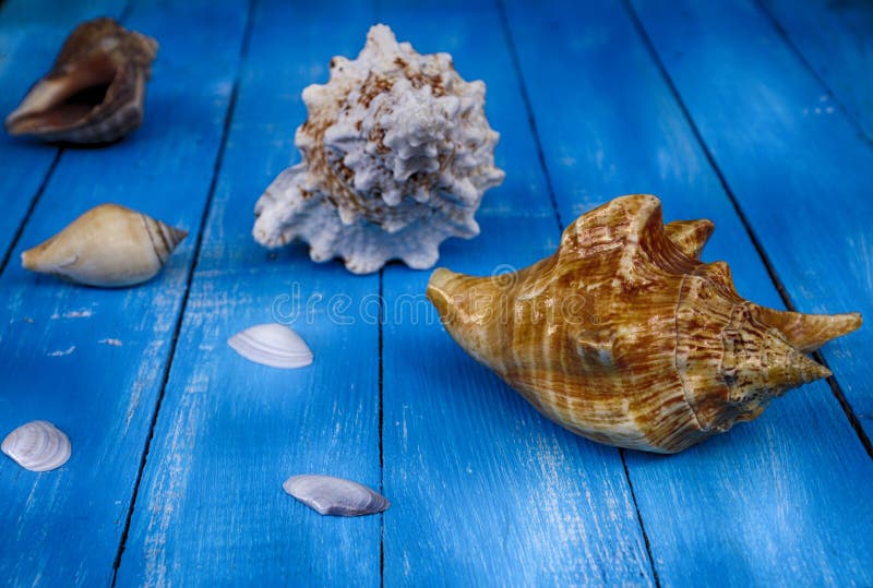 Seashells on a table stock image. Image of wooden, abstract - 71884549