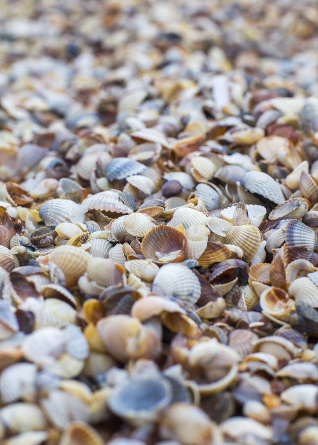 Seashells Texture, Pattern Wallpaper Stock Photo - Image of brown ...