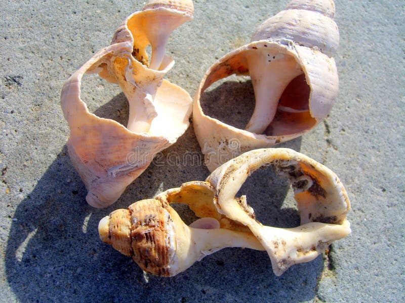 Two hollow seashells stock photo. Image of background - 59601284