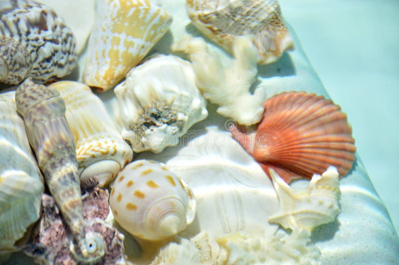 Seashells under water. stock photo. Image of summer, aphrodisiac - 43712940