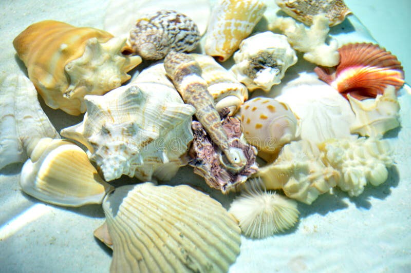 Seashells under water. stock photo. Image of underwater - 43712948