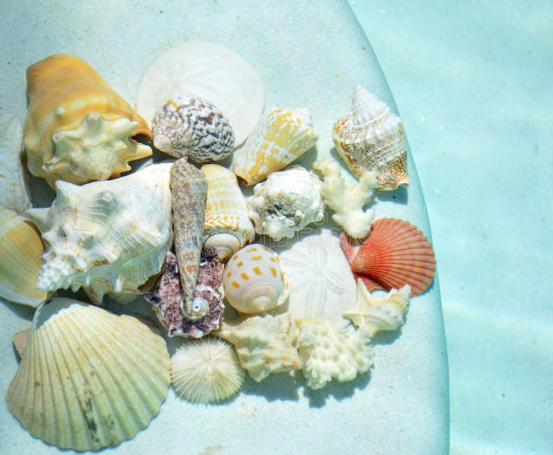 Seashells under water. stock image. Image of shape, underwater - 43712949