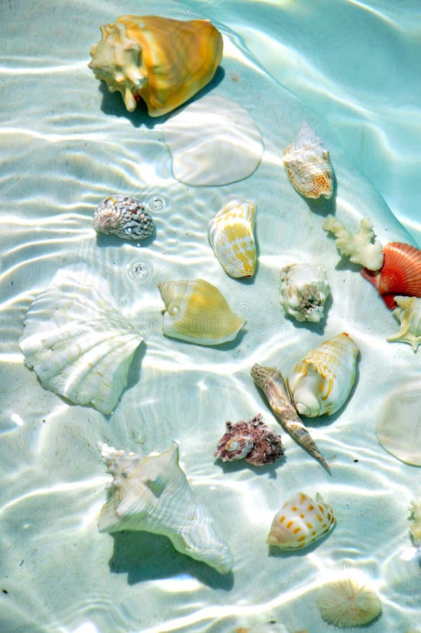 Seashells under water. stock image. Image of shape, underwater - 43712949