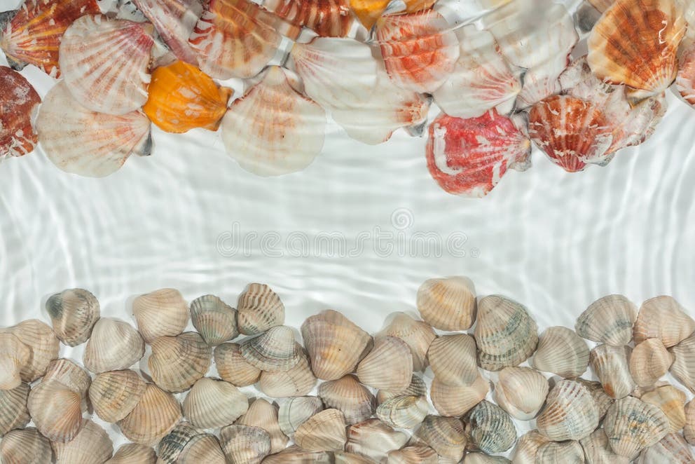 Seashells under water stock image. Image of wave, nature - 40928087