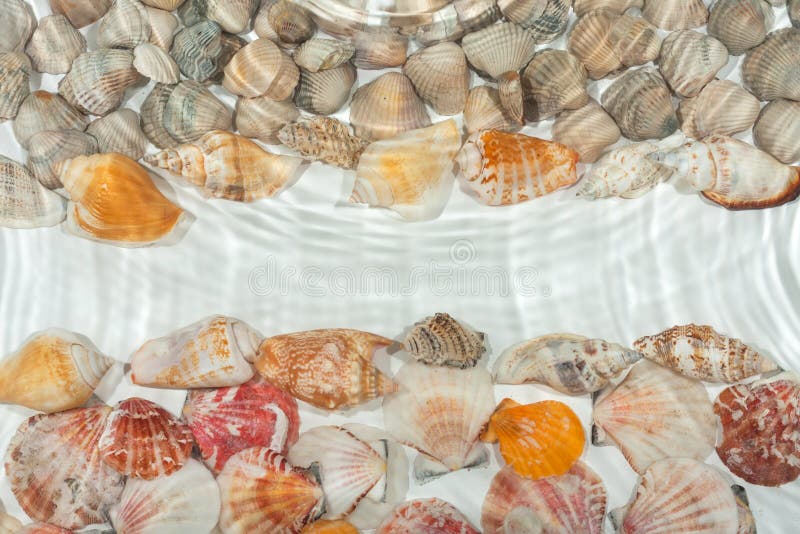 Seashells under water stock photo. Image of health, fresh - 40928096
