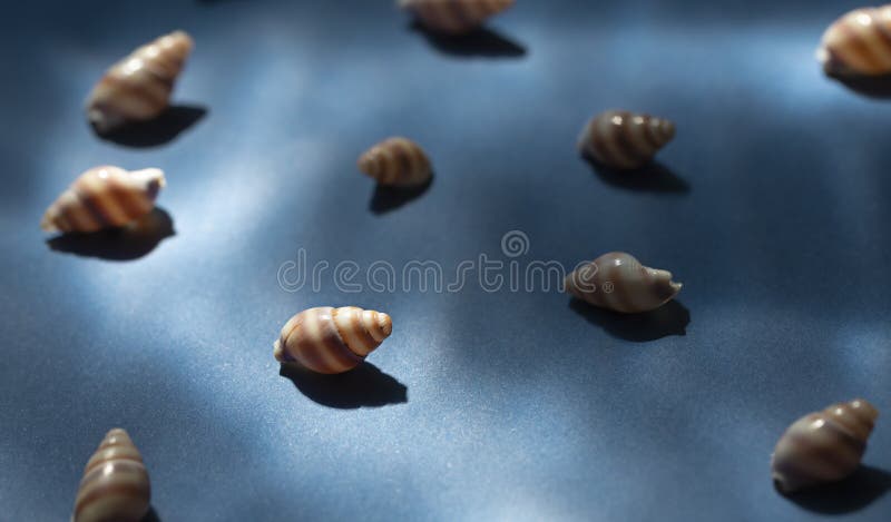 Seashells with Underwater Shadows on the Blue Background Macro Stock ...