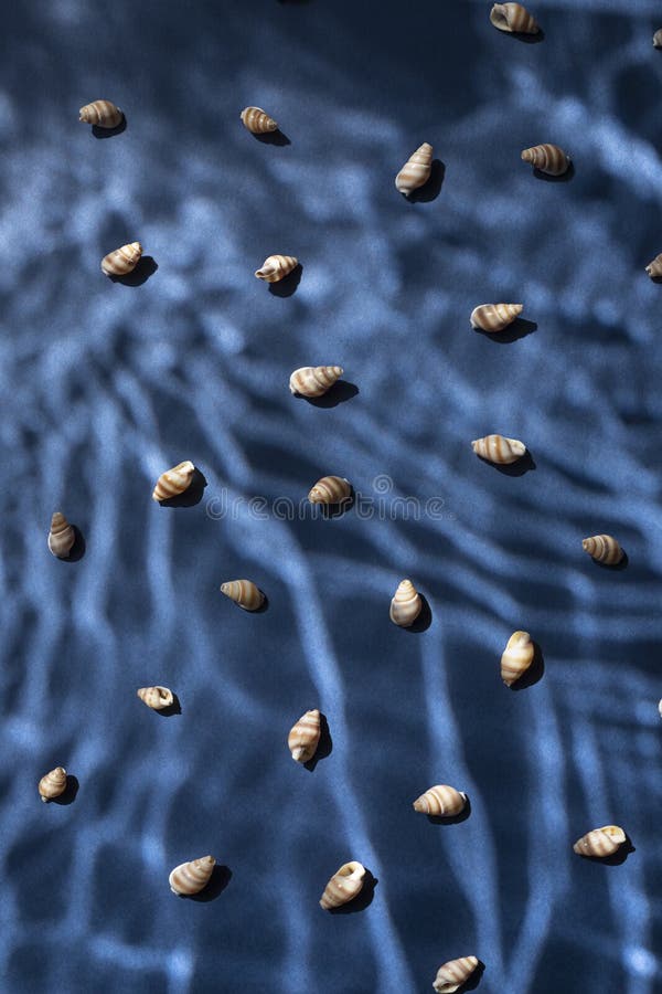 Seashells with Underwater Shadows on the Blue Background. Stock Photo ...