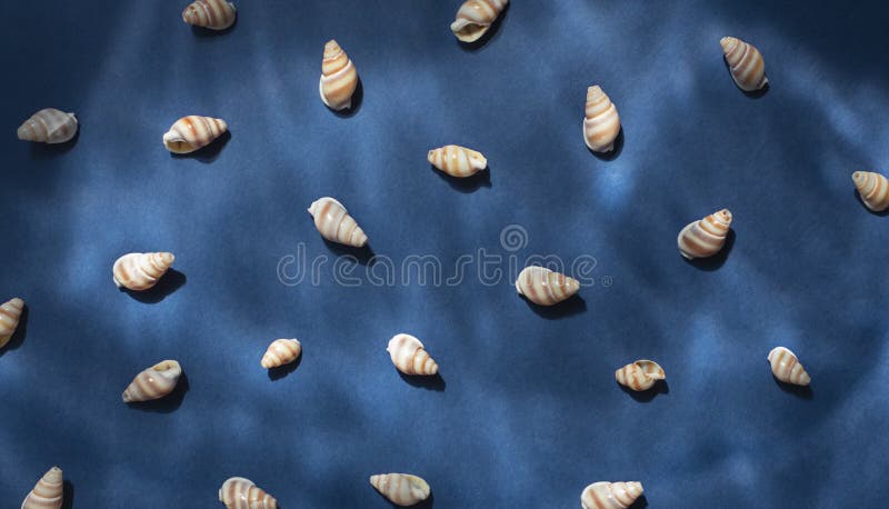 Seashells with Underwater Shadows on the Blue Background Stock Photo ...