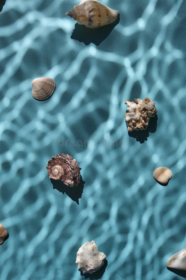 Seashells with Underwater Shadows on the Blue Background Stock Photo ...