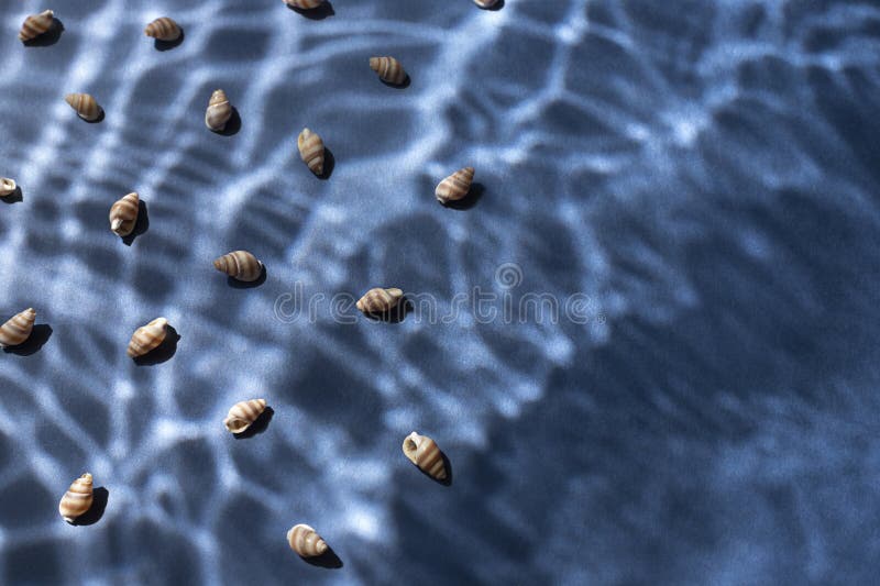 Seashells with Underwater Shadows on the Blue Background Top View ...