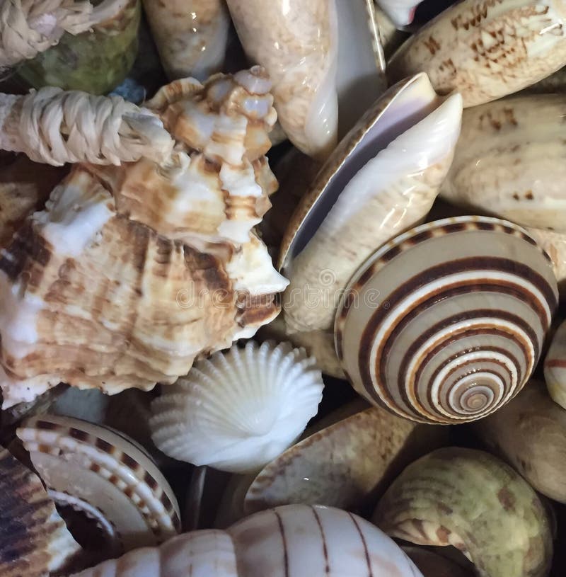 Seashells stock photo. Image of animals, pick, beach - 90390806