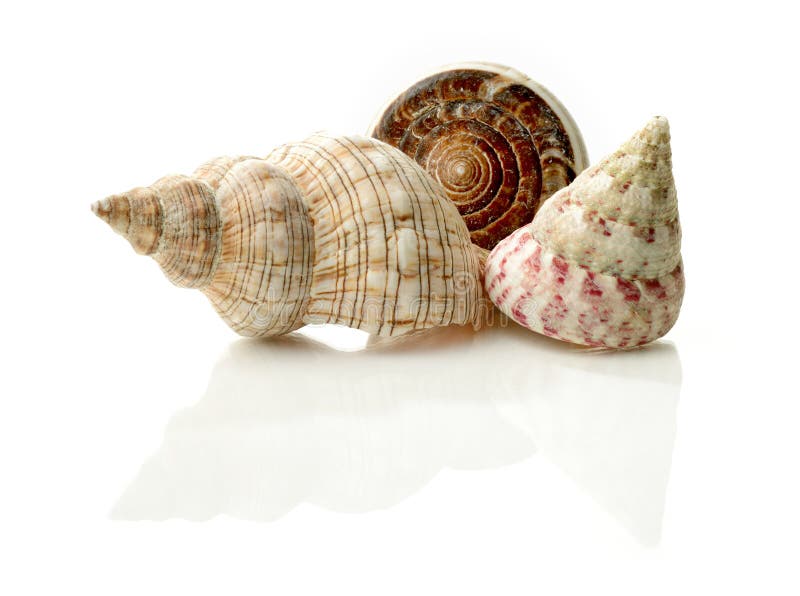 Seashells stock image. Image of mollusk, orange, copy - 32739795