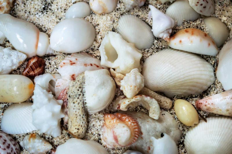 Seashells of Various Shapes Close-up Stock Photo - Image of nautical ...