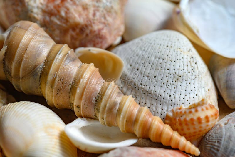 Seashells of Various Shapes and Types. Background. Stock Image - Image ...