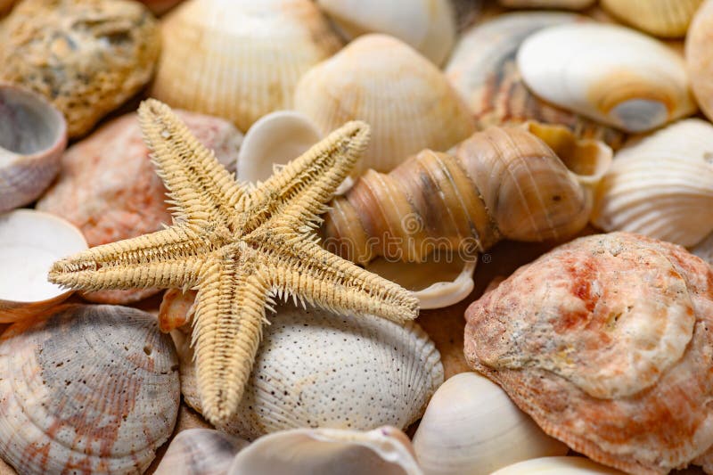 Seashells of Various Shapes and Types. Background. Stock Image - Image ...