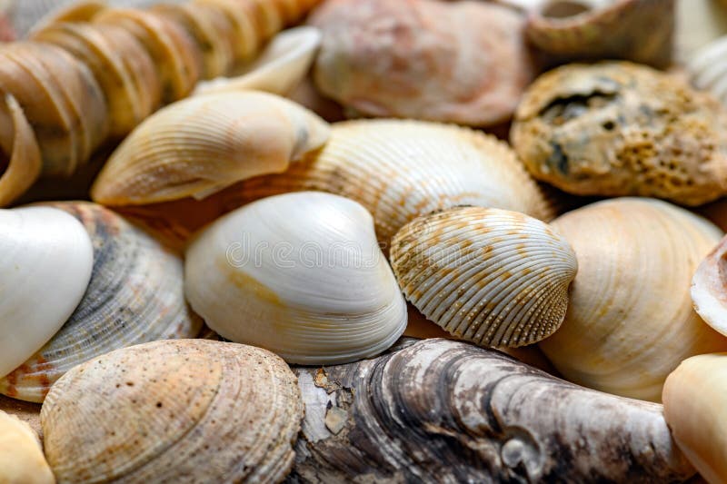 Seashells of Various Shapes and Types. Background. Stock Image - Image ...