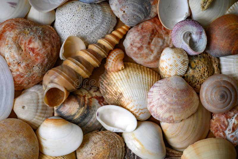 Seashells of Various Shapes and Types. Background. Stock Photo - Image ...