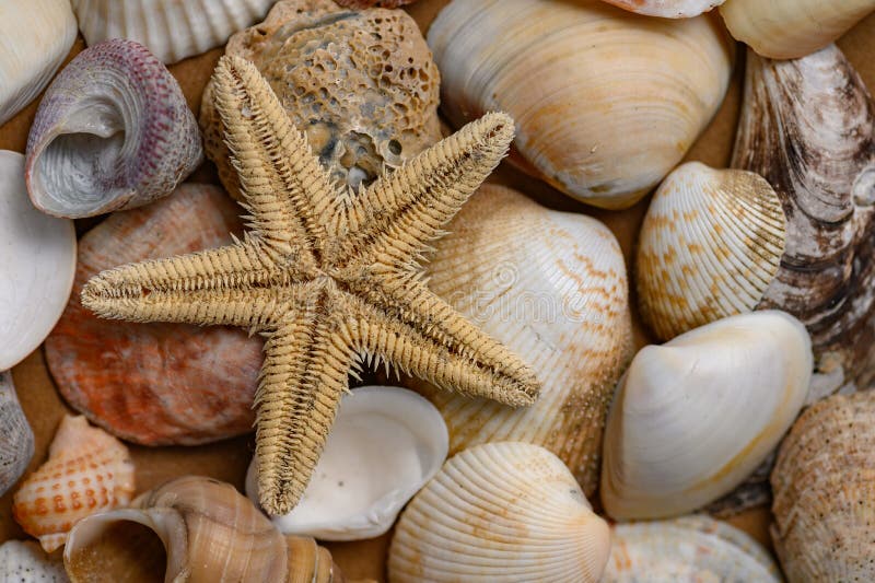 Seashells of Various Shapes and Types. Background Stock Image - Image ...