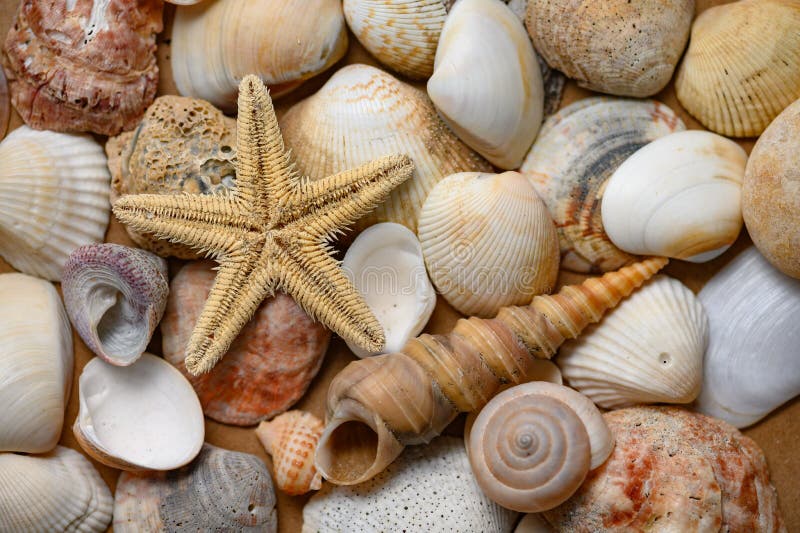 Seashells of Various Shapes and Types. Background Stock Photo - Image ...