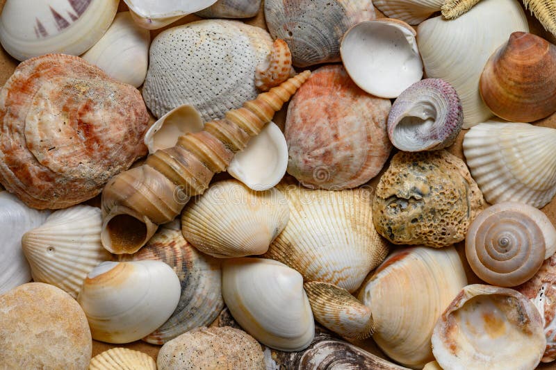Seashells of Various Shapes and Types. Background Stock Image - Image ...