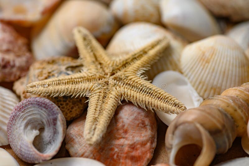 Seashells of Various Shapes and Types. Background Stock Photo - Image ...