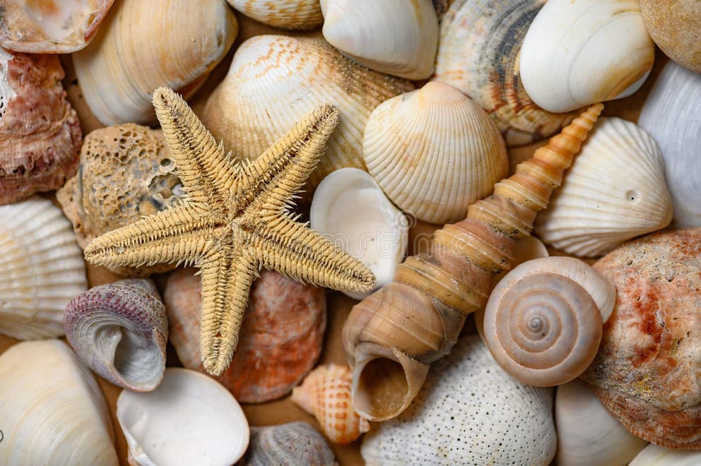 Seashells of Various Shapes and Types. Background Stock Photo - Image ...